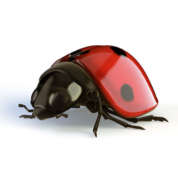 Ladybird ladybug 3D model | CGTrader