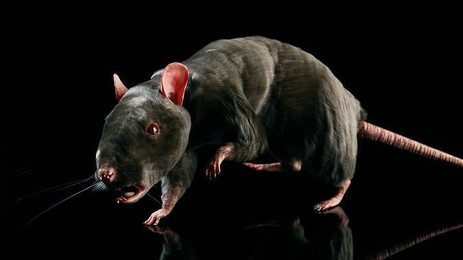 Realistic Cartoon Rat