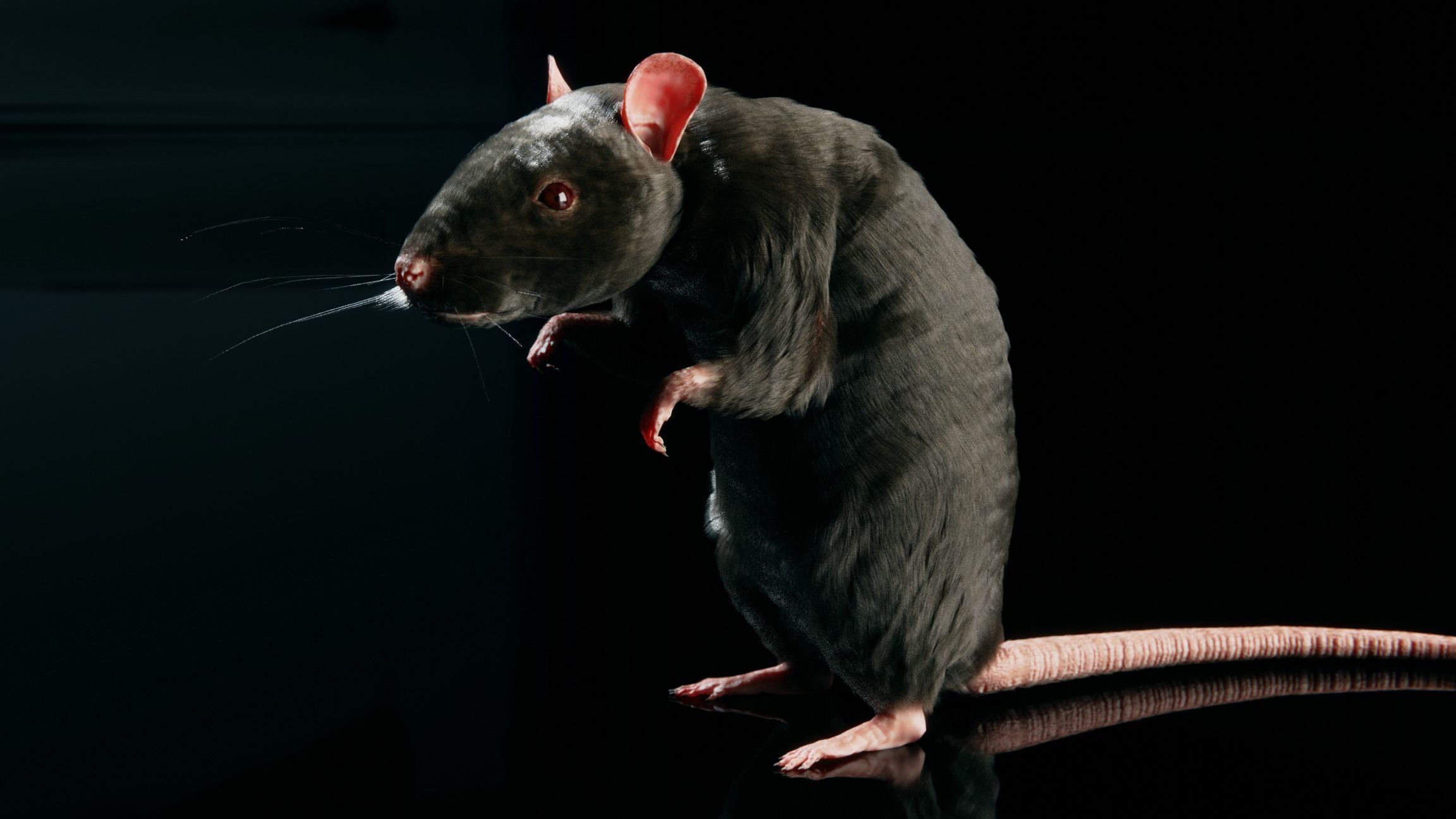 Rat - Realistic 3D model animated rigged | CGTrader