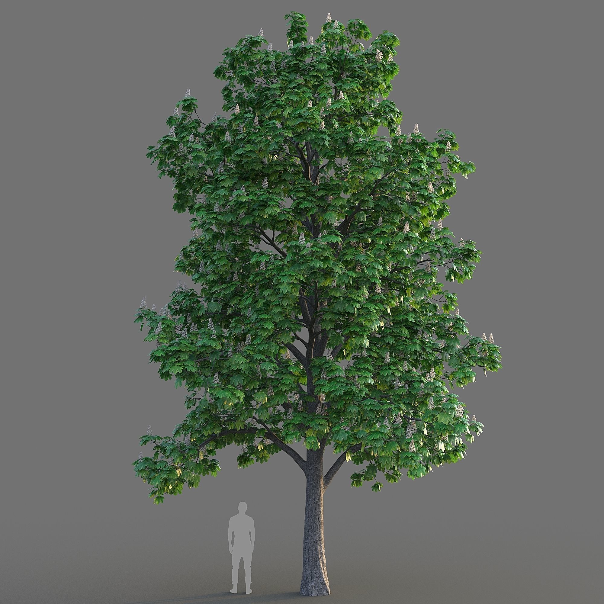 Chestnut Tree 3D model | CGTrader