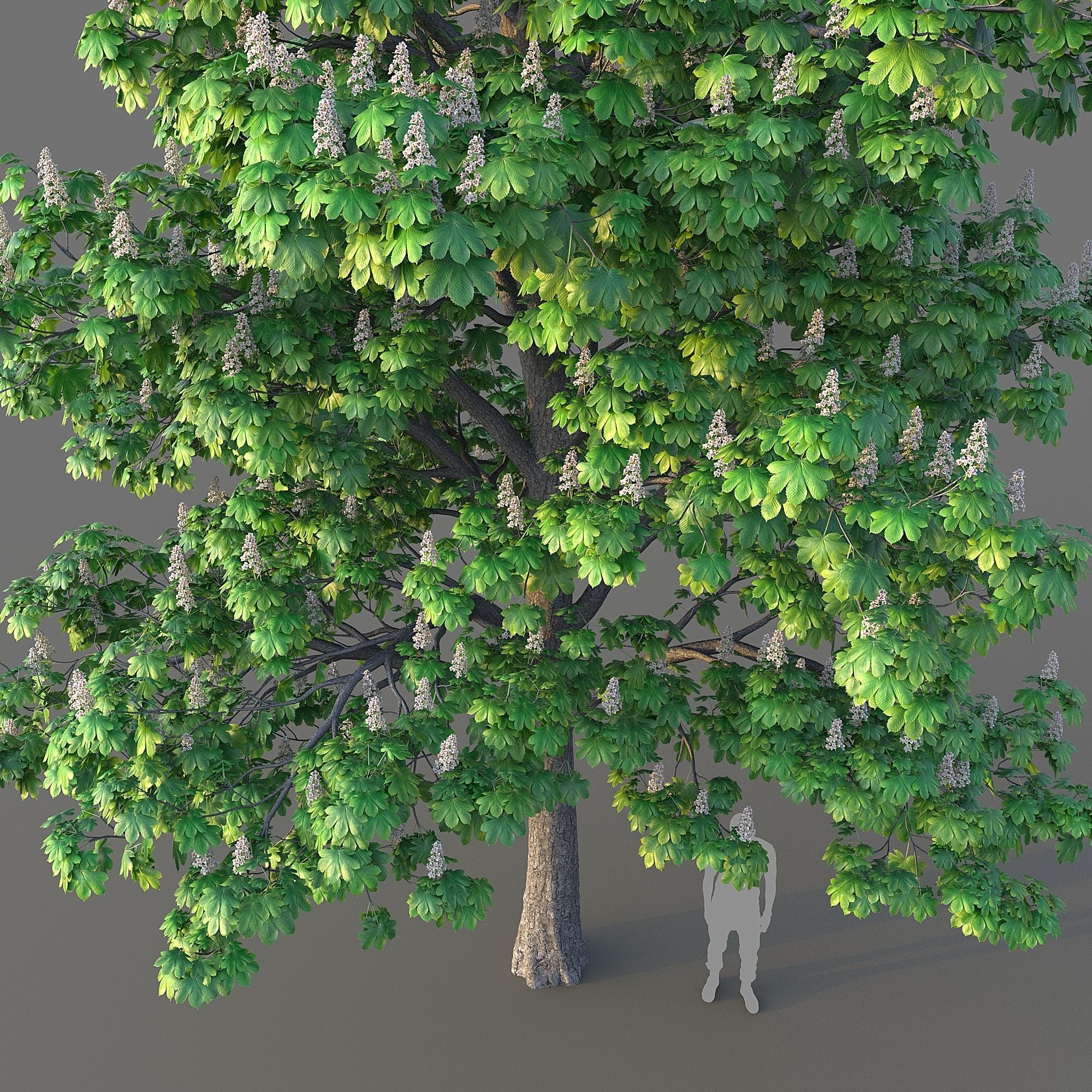 Chestnut Tree 3D model | CGTrader