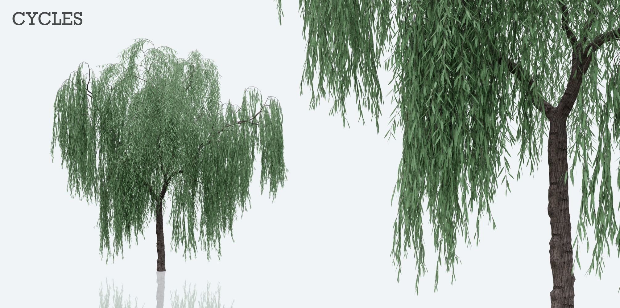 Weeping Willow Trees 3D model | CGTrader