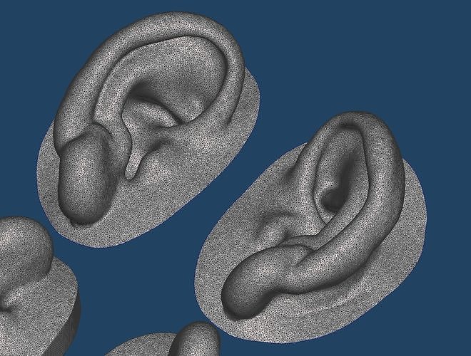 Natural human ear anatomy 03 3D model 3D printable | CGTrader