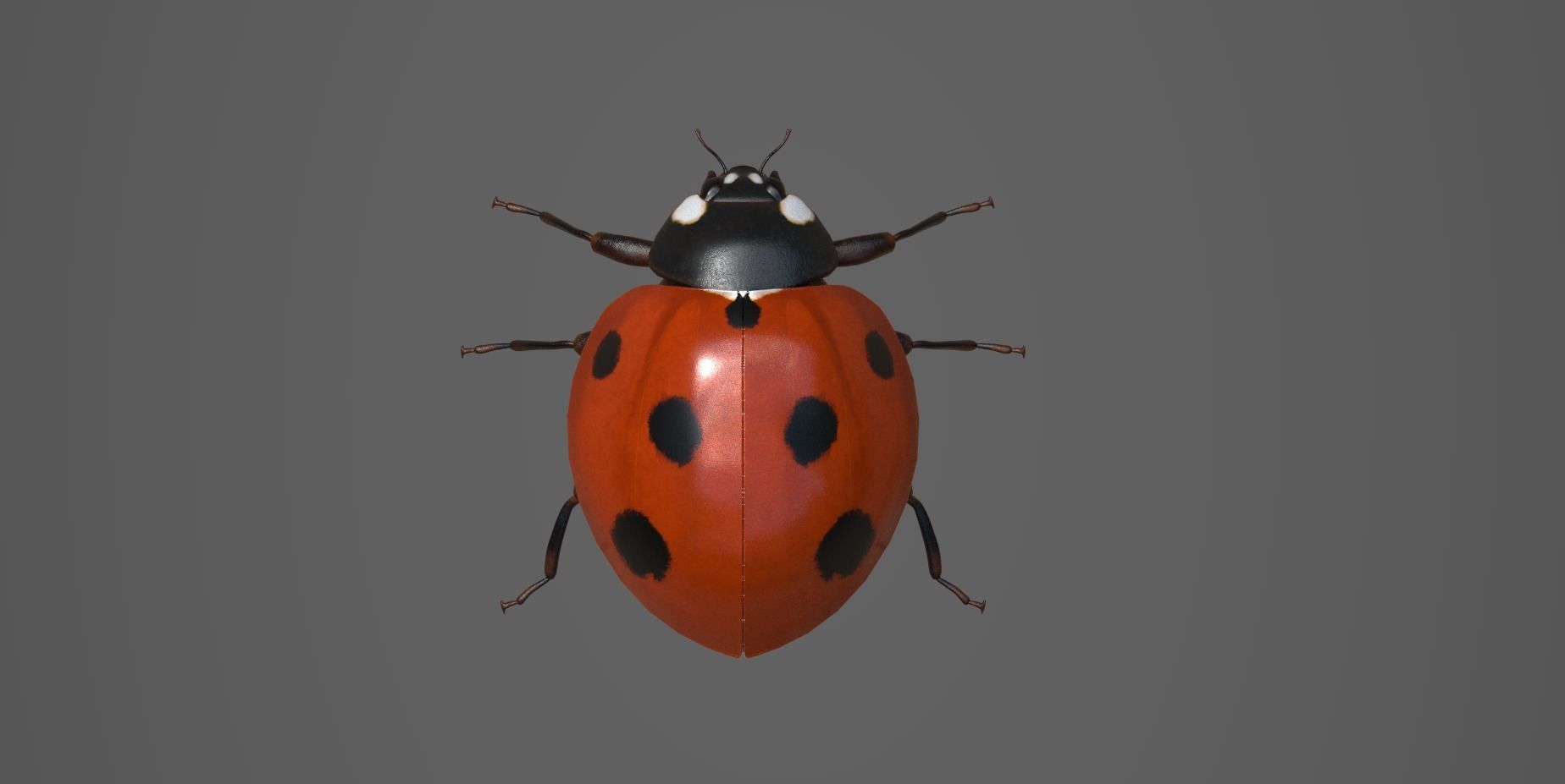 3D model Ladybug 3d Model VR / AR / low-poly | CGTrader