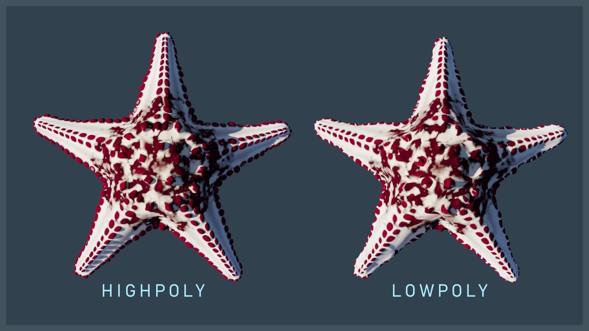 3D model Starfish Variety Pack 2 VR / AR / low-poly | CGTrader