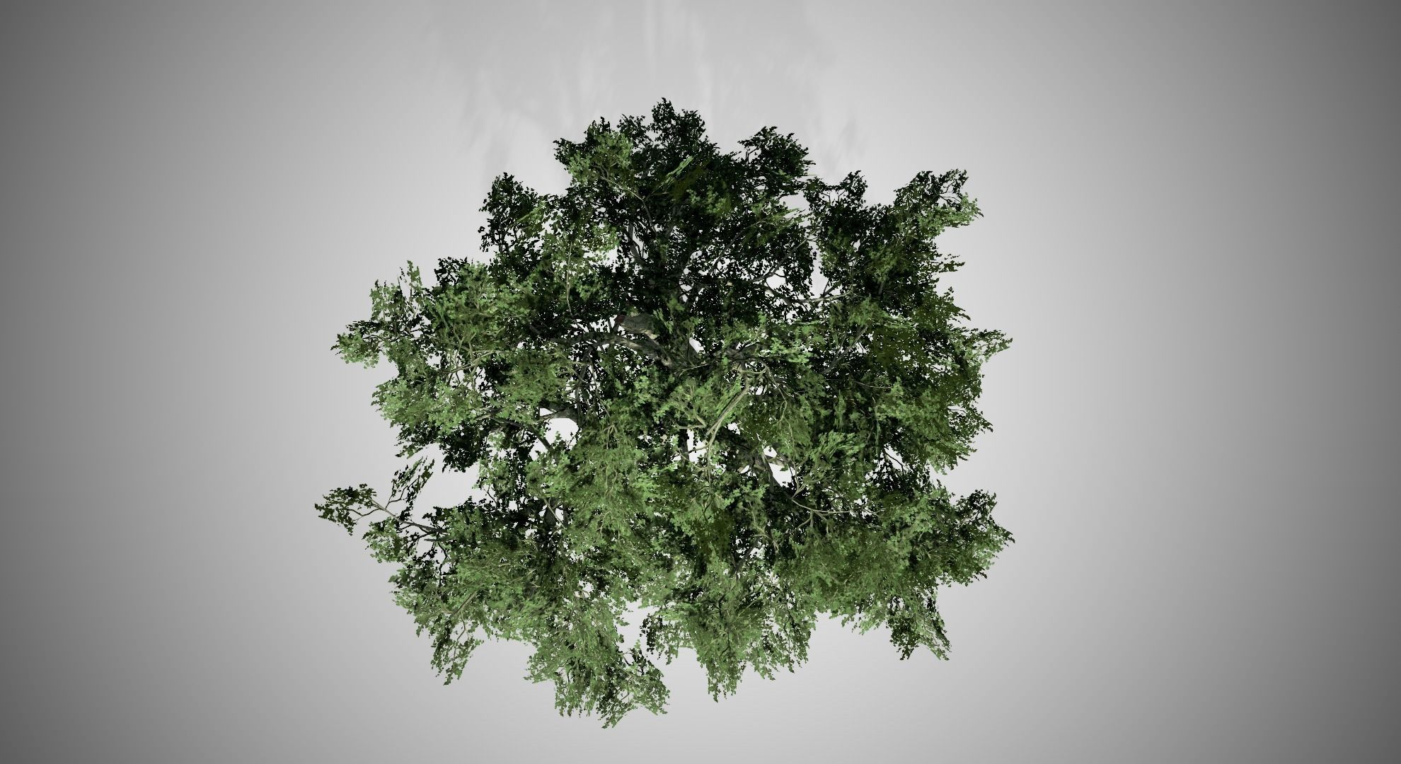 3D model Big Leaf Maple Tree VR / AR / low-poly | CGTrader
