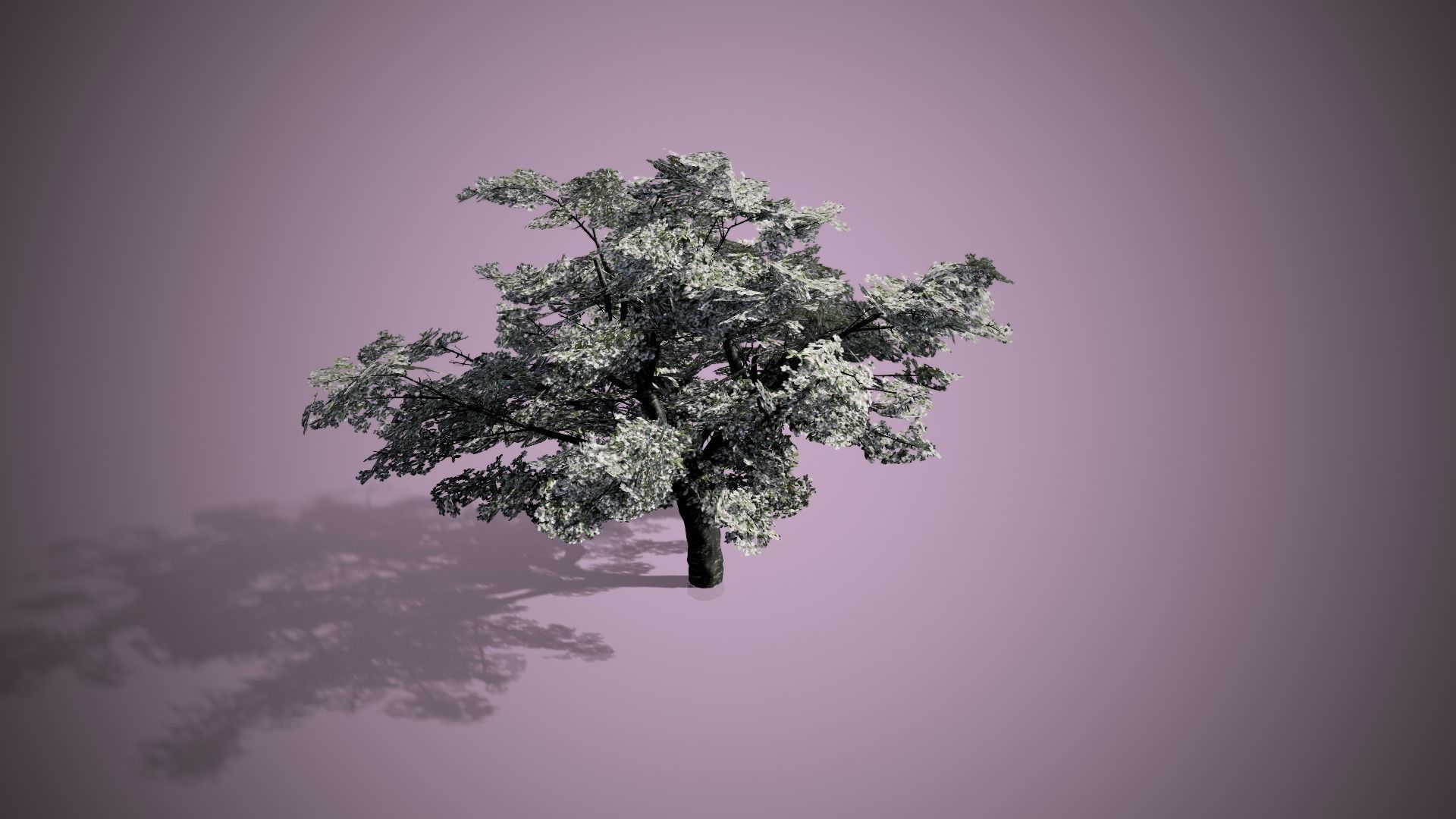 3D model Cherry Blossoms Tree VR / AR / low-poly | CGTrader