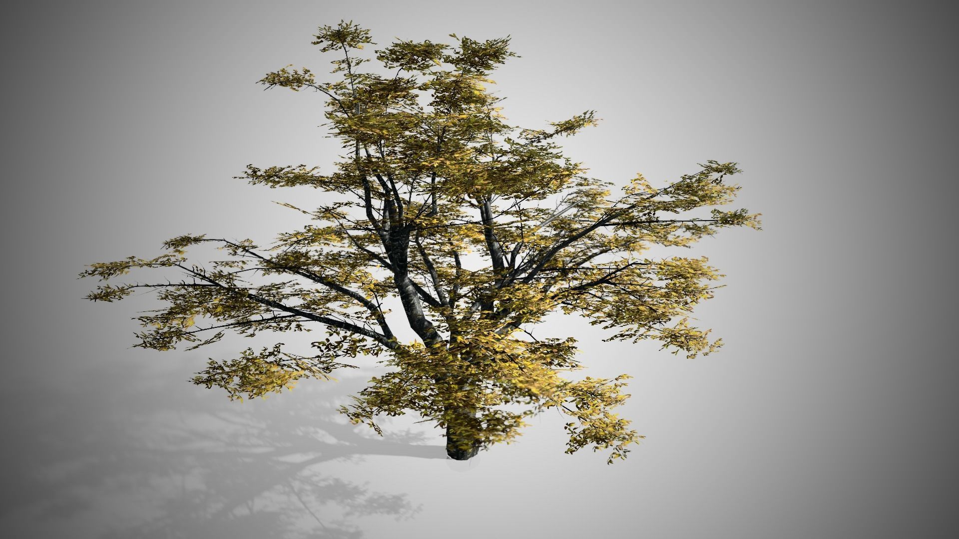 3D model Cherry Fall Tree VR / AR / low-poly | CGTrader