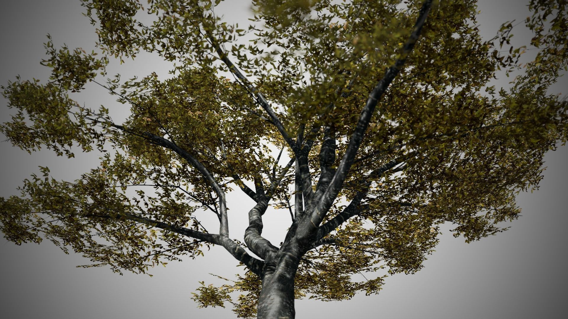 3D model Cherry Fall Tree VR / AR / low-poly | CGTrader