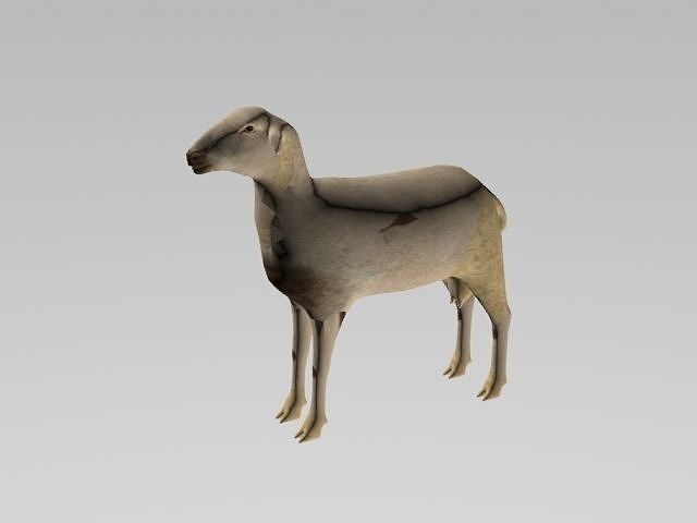 sheep LOW POLY 3D model | CGTrader