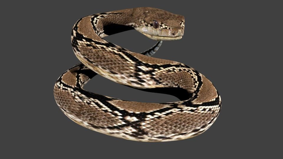 3D model lowpoly snake python VR / AR / low-poly | CGTrader