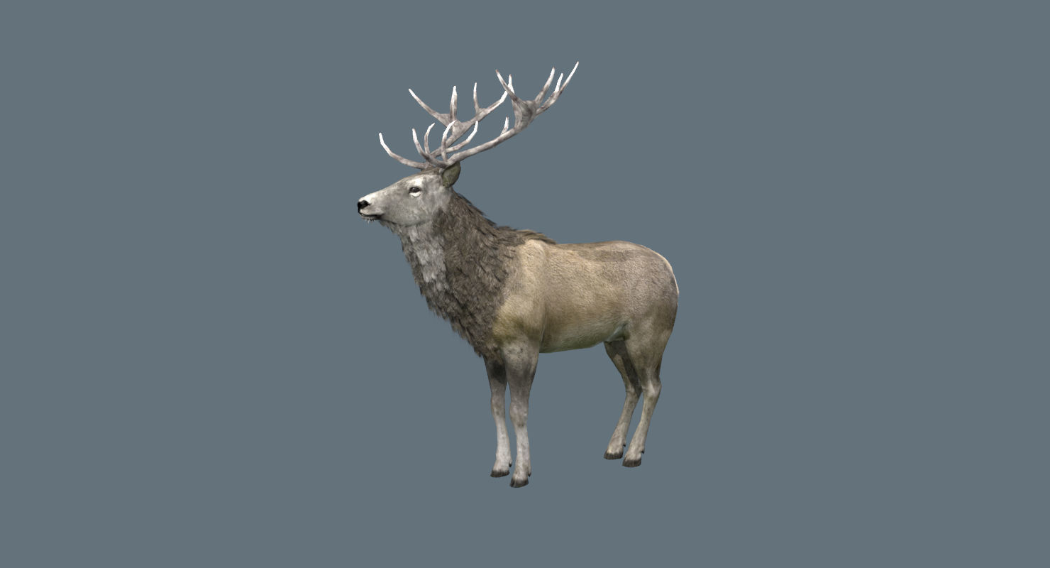 3D model Deer Rig VR / AR / low-poly | CGTrader