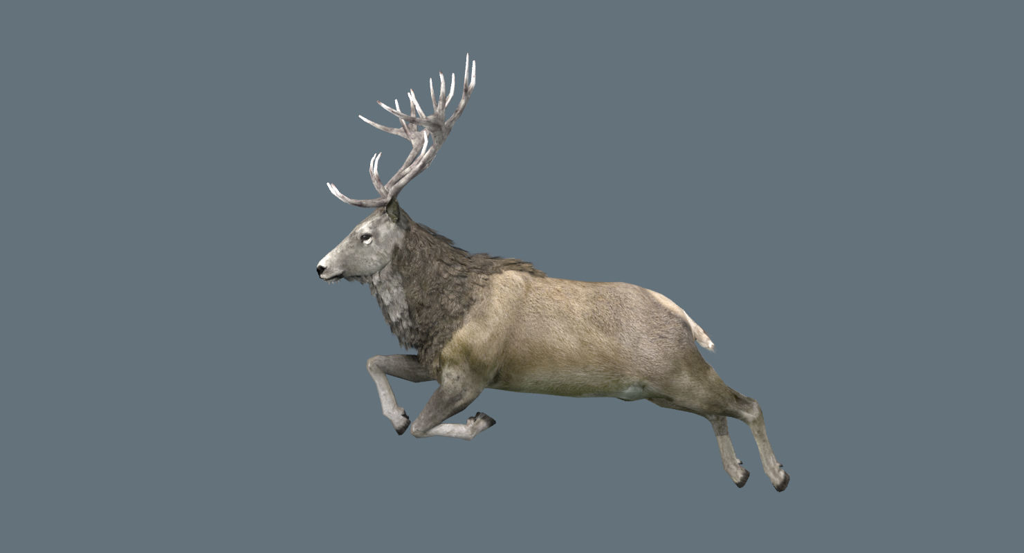 3D model Deer Rig VR / AR / low-poly | CGTrader