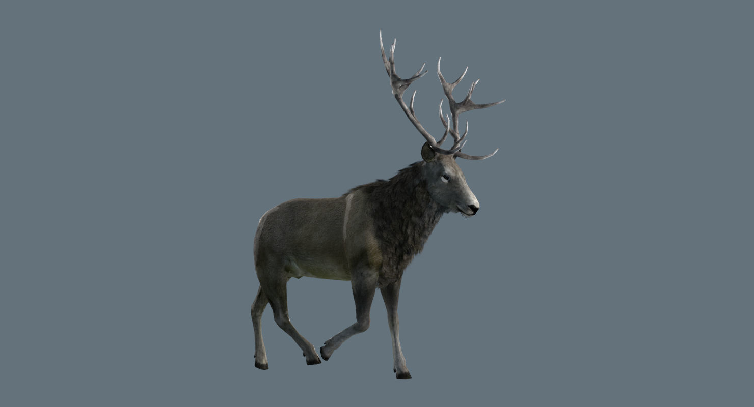 3D model Deer Rig VR / AR / low-poly | CGTrader