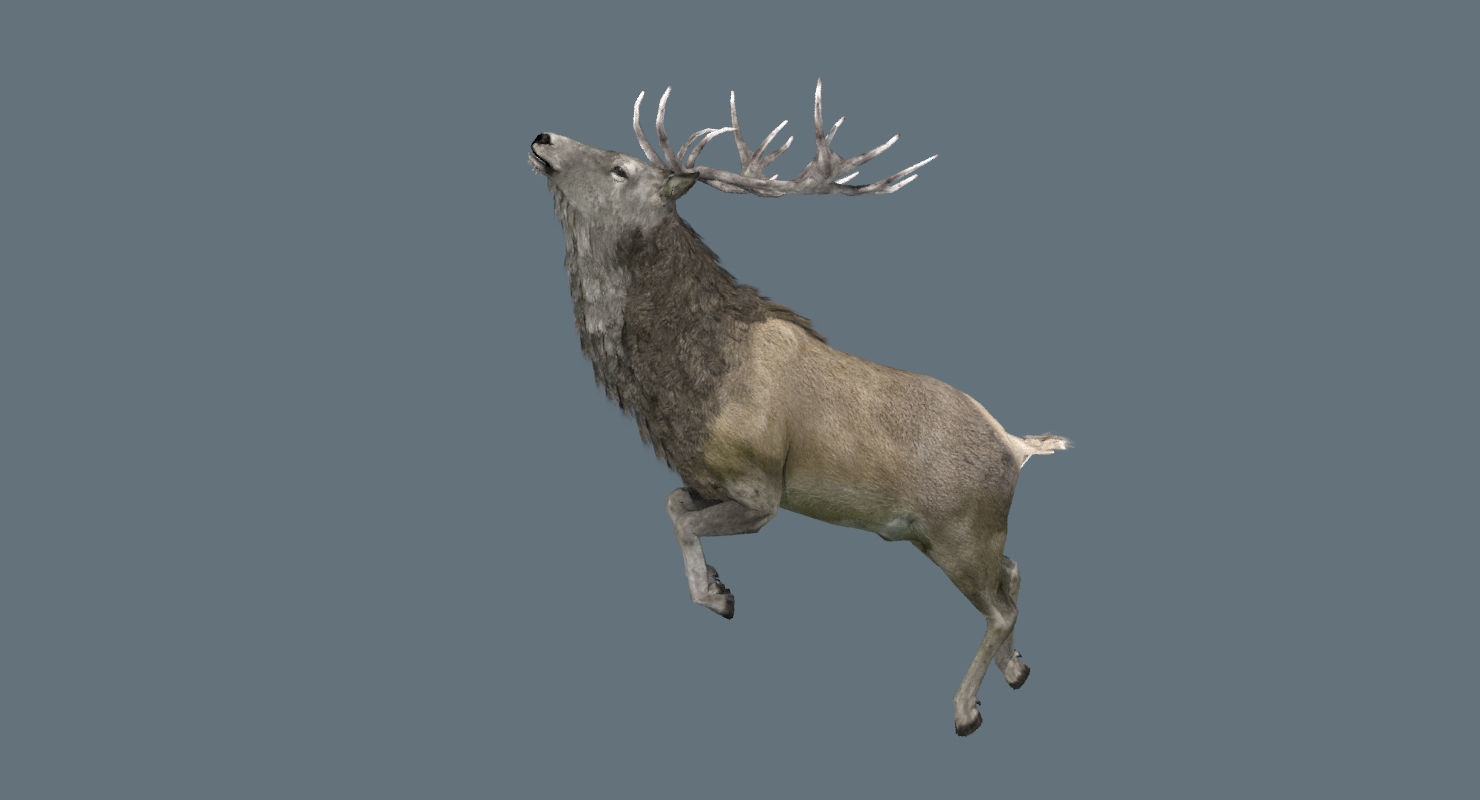 3D model Deer Rig VR / AR / low-poly | CGTrader
