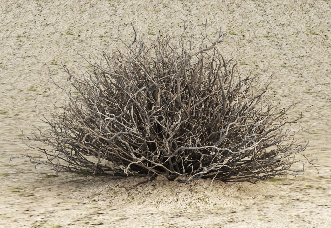 Sagebrush 3D model | CGTrader