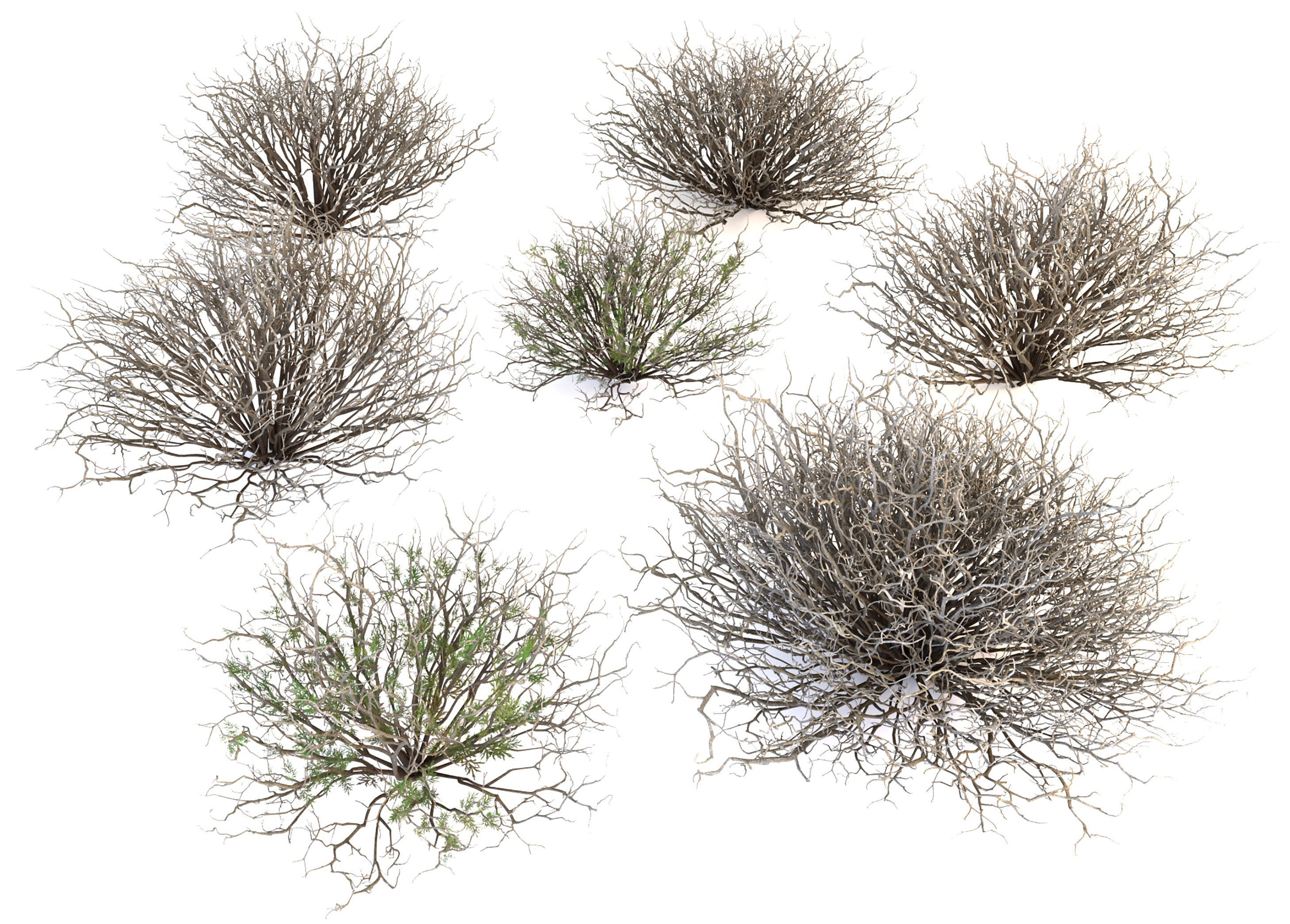 Sagebrush 3D model | CGTrader