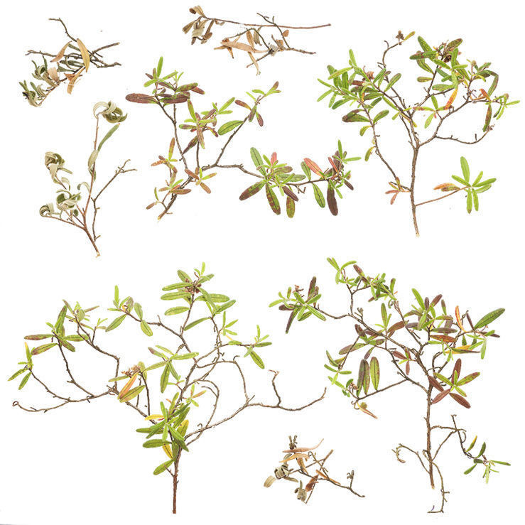 PBR Bush Branch 4K Professional Textures Texture | CGTrader