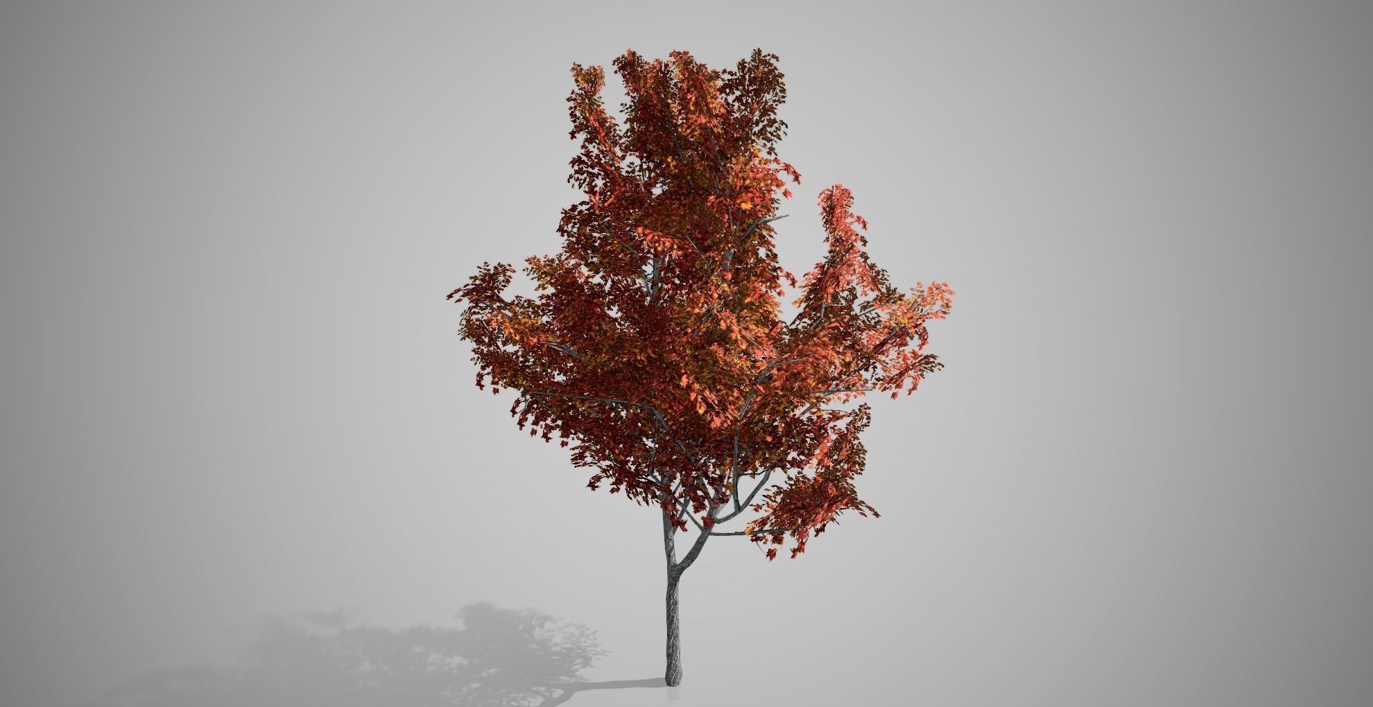 3D model Japanese Maple Fall Tree VR / AR / low-poly | CGTrader