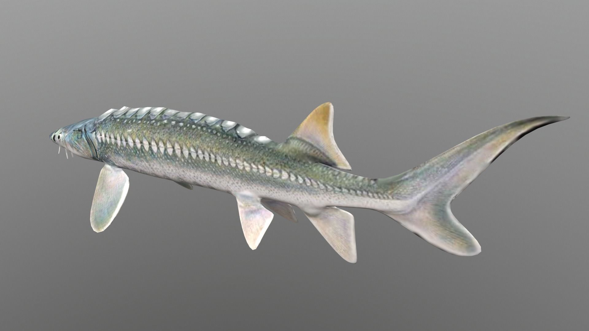 3D model Sturgeon VR / AR / low-poly | CGTrader
