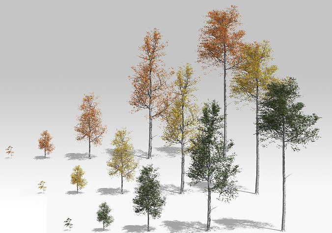 Seasonal Quaking Aspen Model in Multiple Growth Stages 3D model | CGTrader