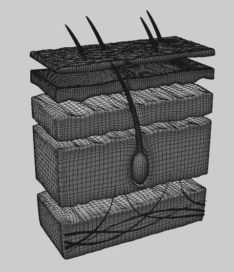 Human Scalp 3D model 3D model | CGTrader