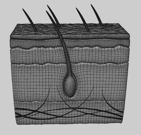 Human Scalp 3D model 3D model | CGTrader