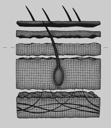 Human Scalp 3D model 3D model | CGTrader