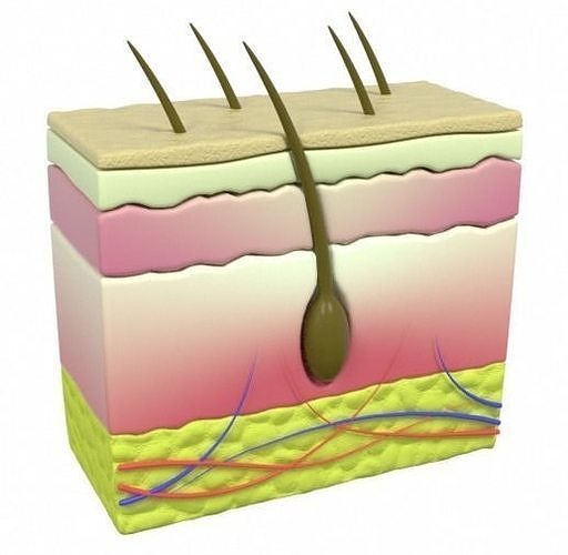 Human Scalp 3D model 3D model | CGTrader