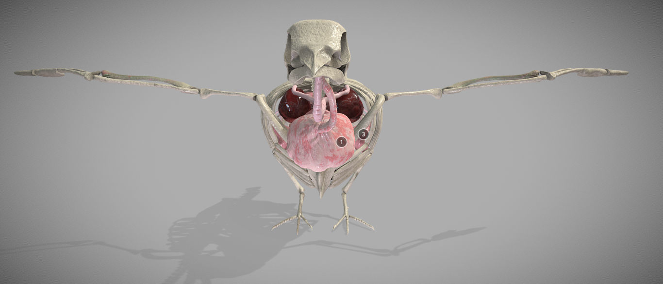 3D model Pigeon Anatomy VR / AR / low-poly | CGTrader
