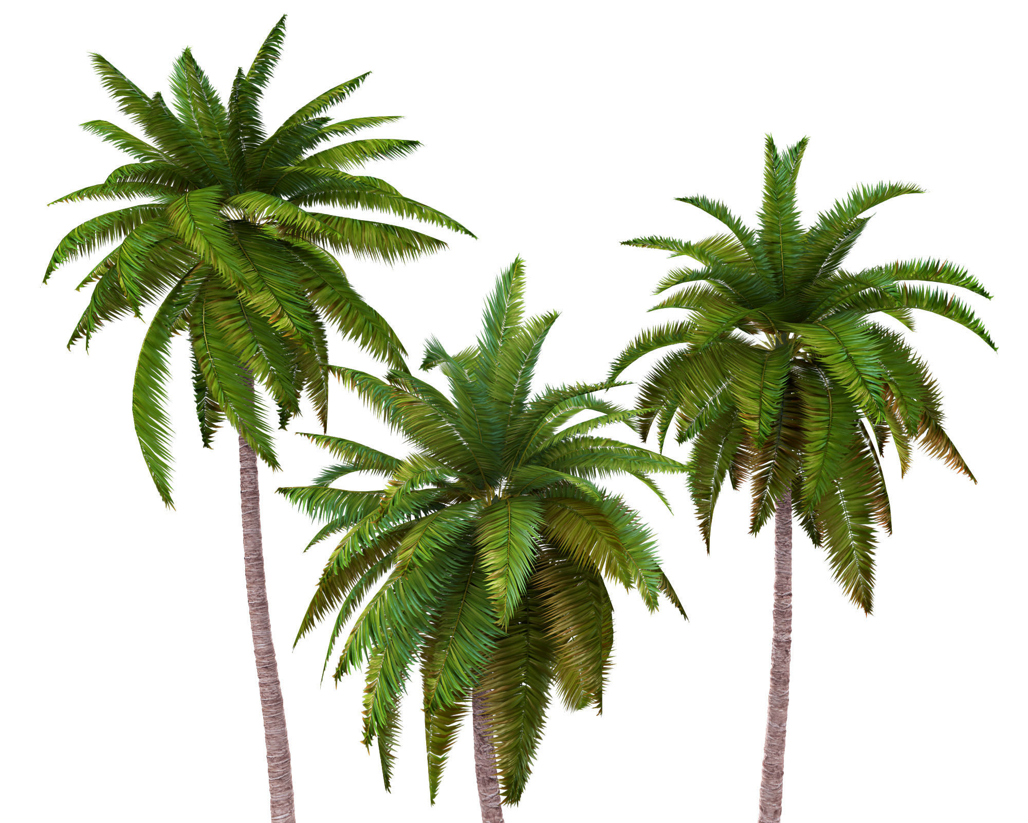 3D model Palms low poly set 1 VR / AR / low-poly | CGTrader