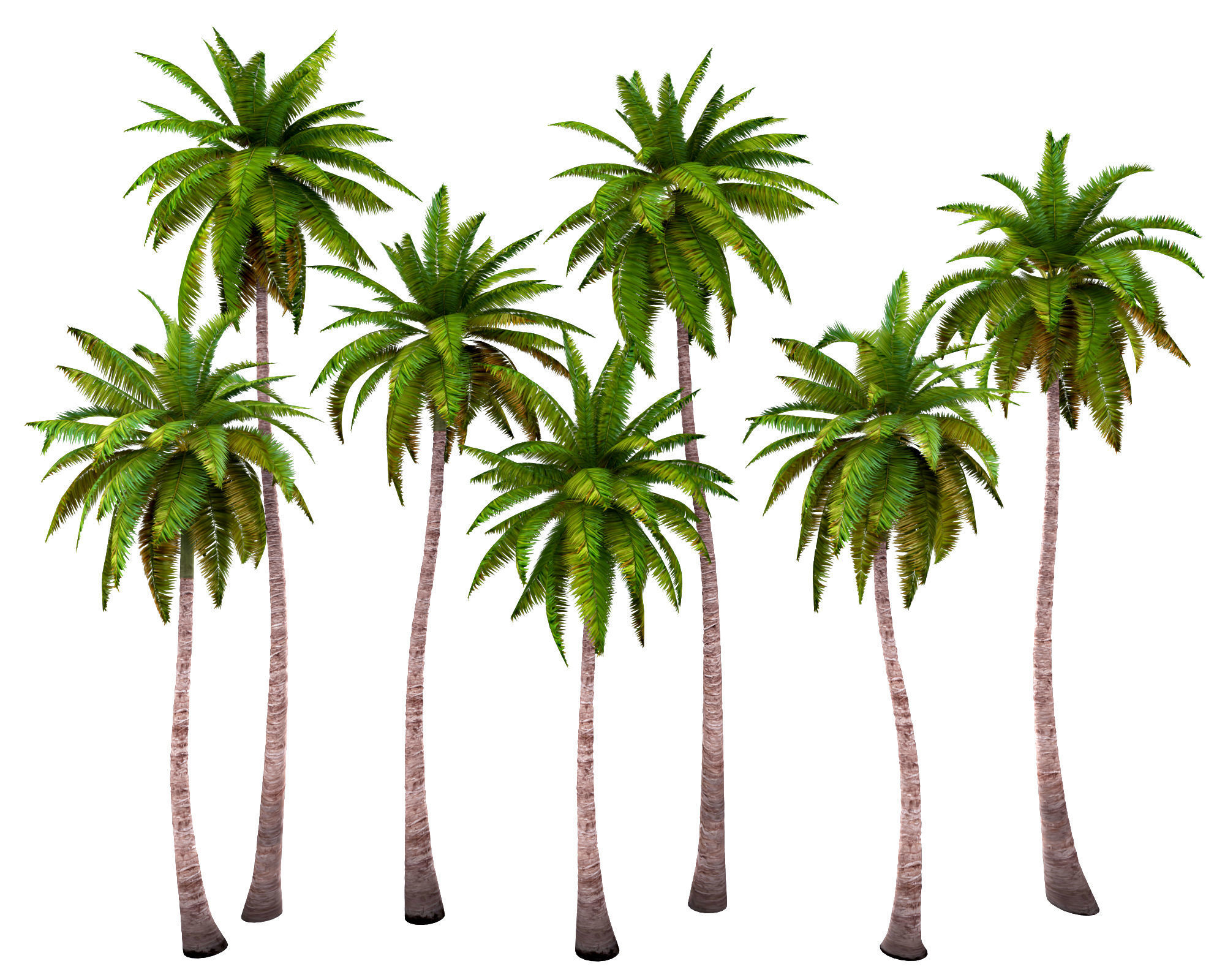3D model Palms low poly set 1 VR / AR / low-poly | CGTrader