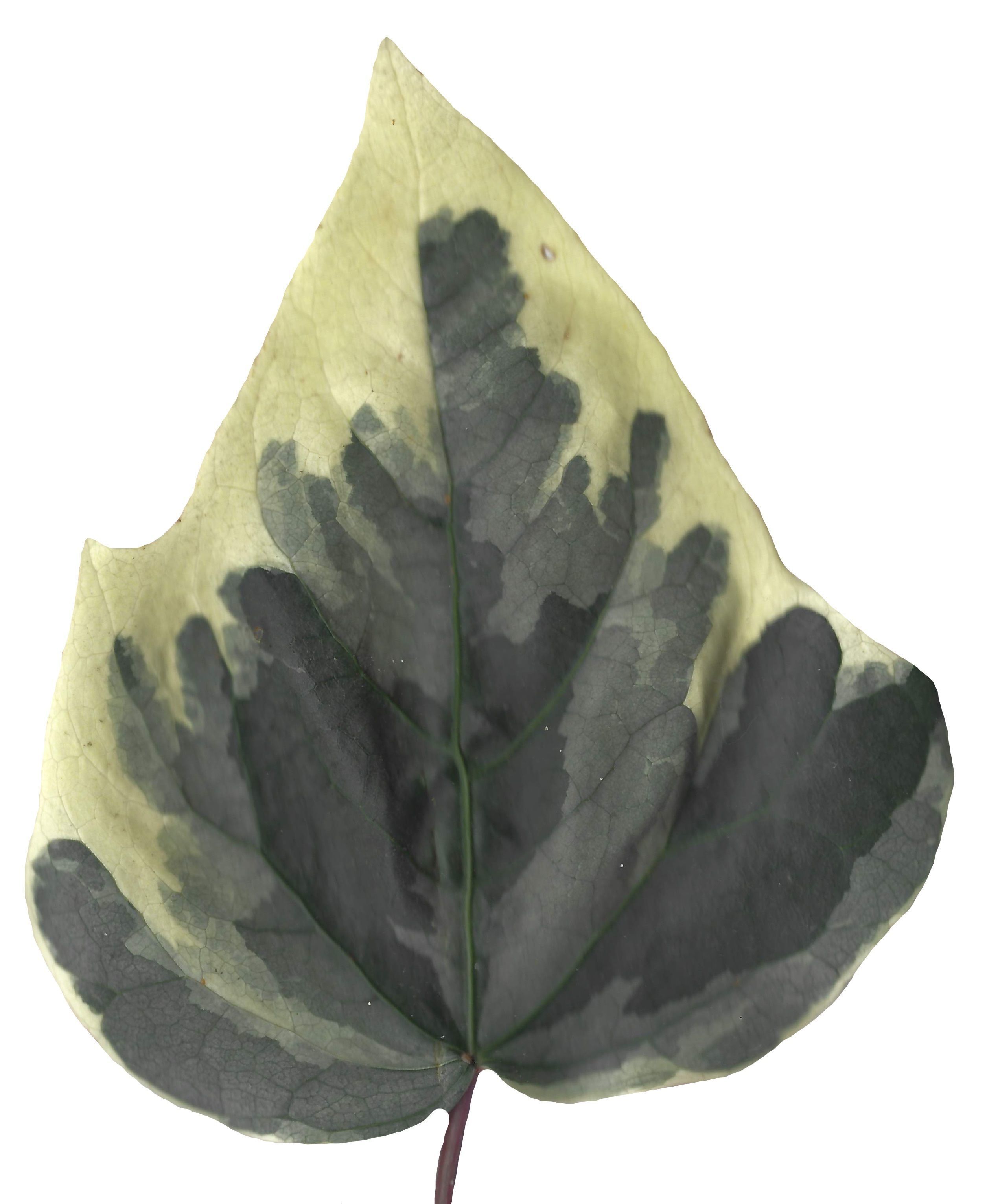 English Ivy Texture Pack - 17 Textures free Texture | CGTrader