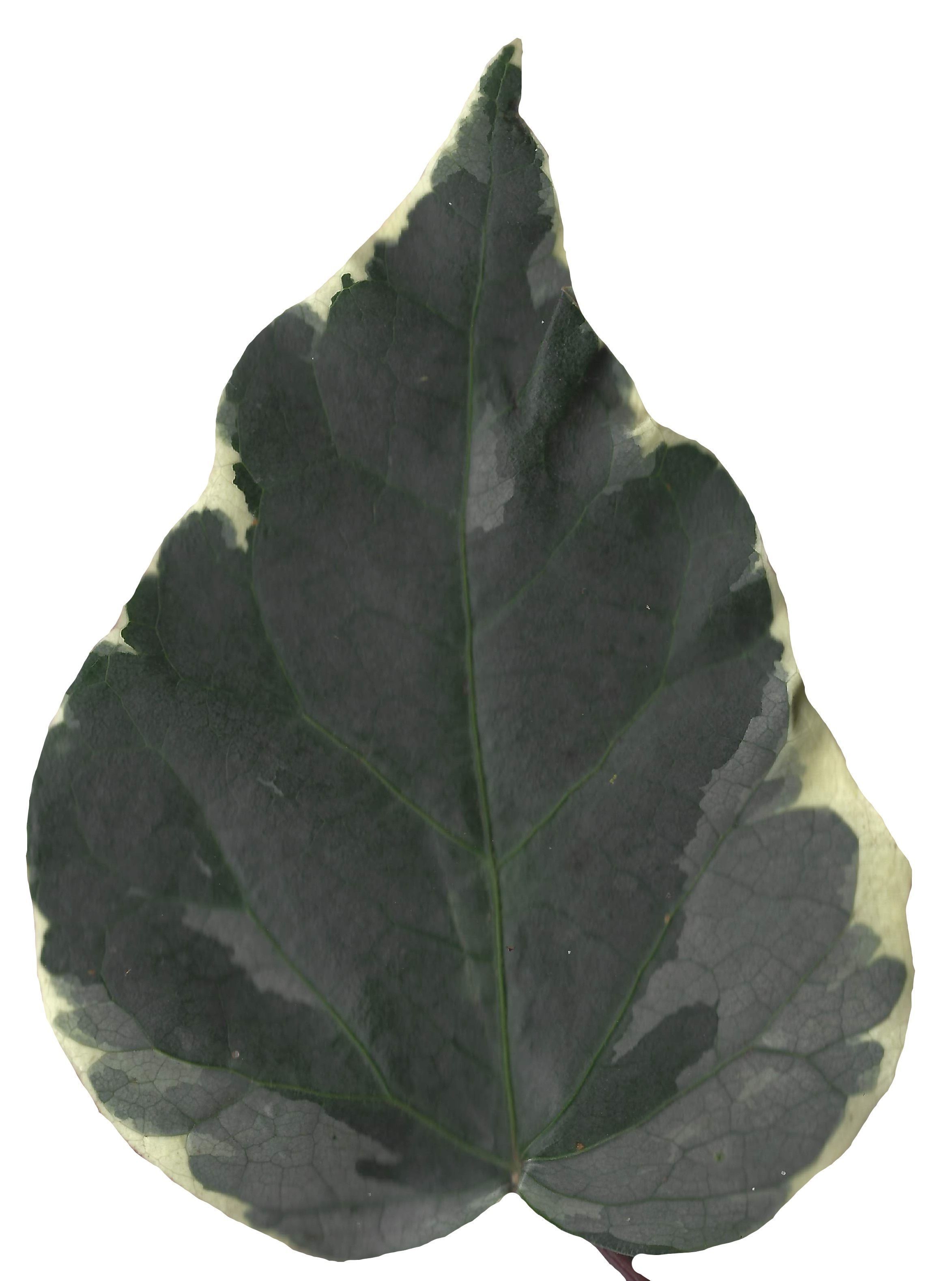 English Ivy Texture Pack - 17 Textures free Texture | CGTrader