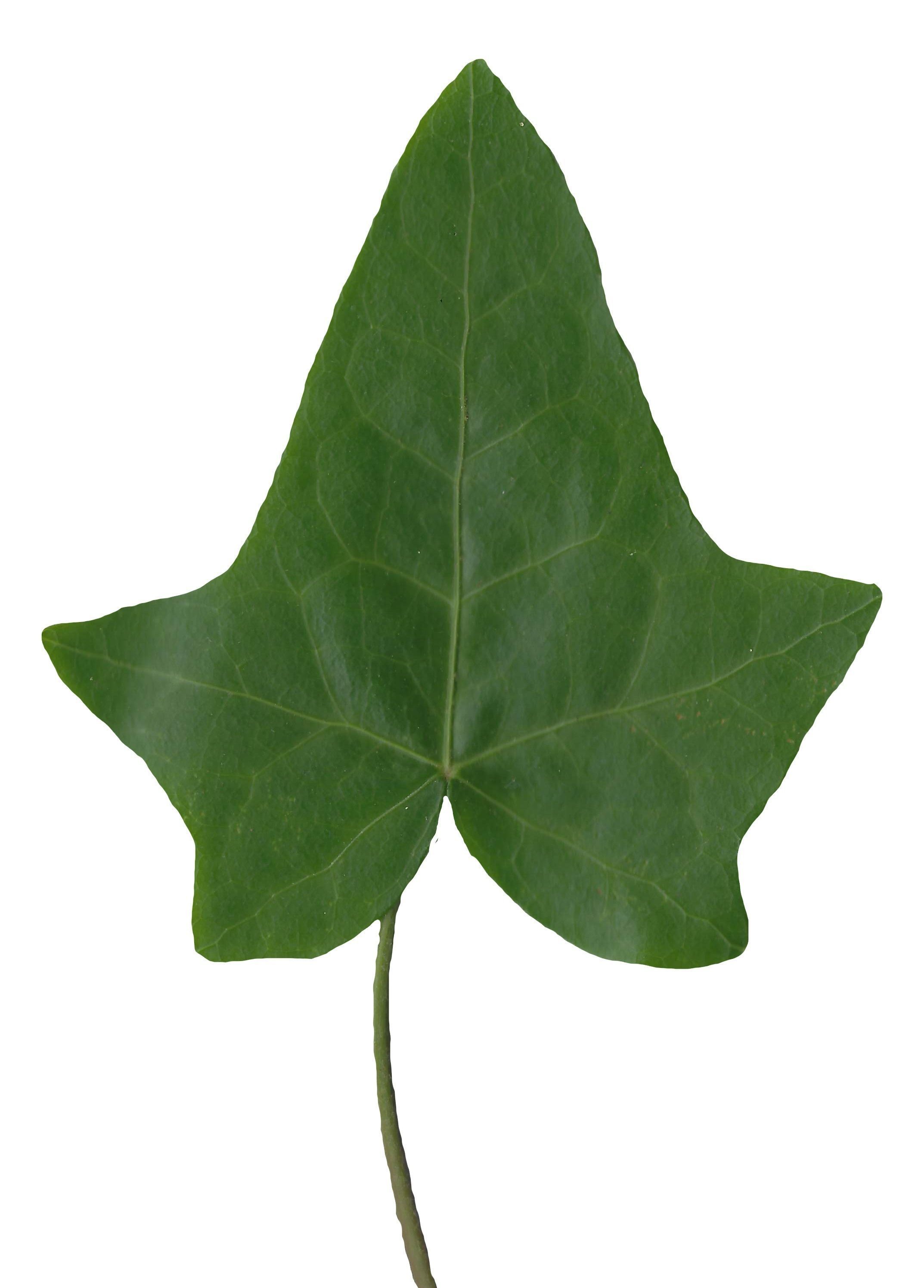 English Ivy Texture Pack - 17 Textures free Texture | CGTrader