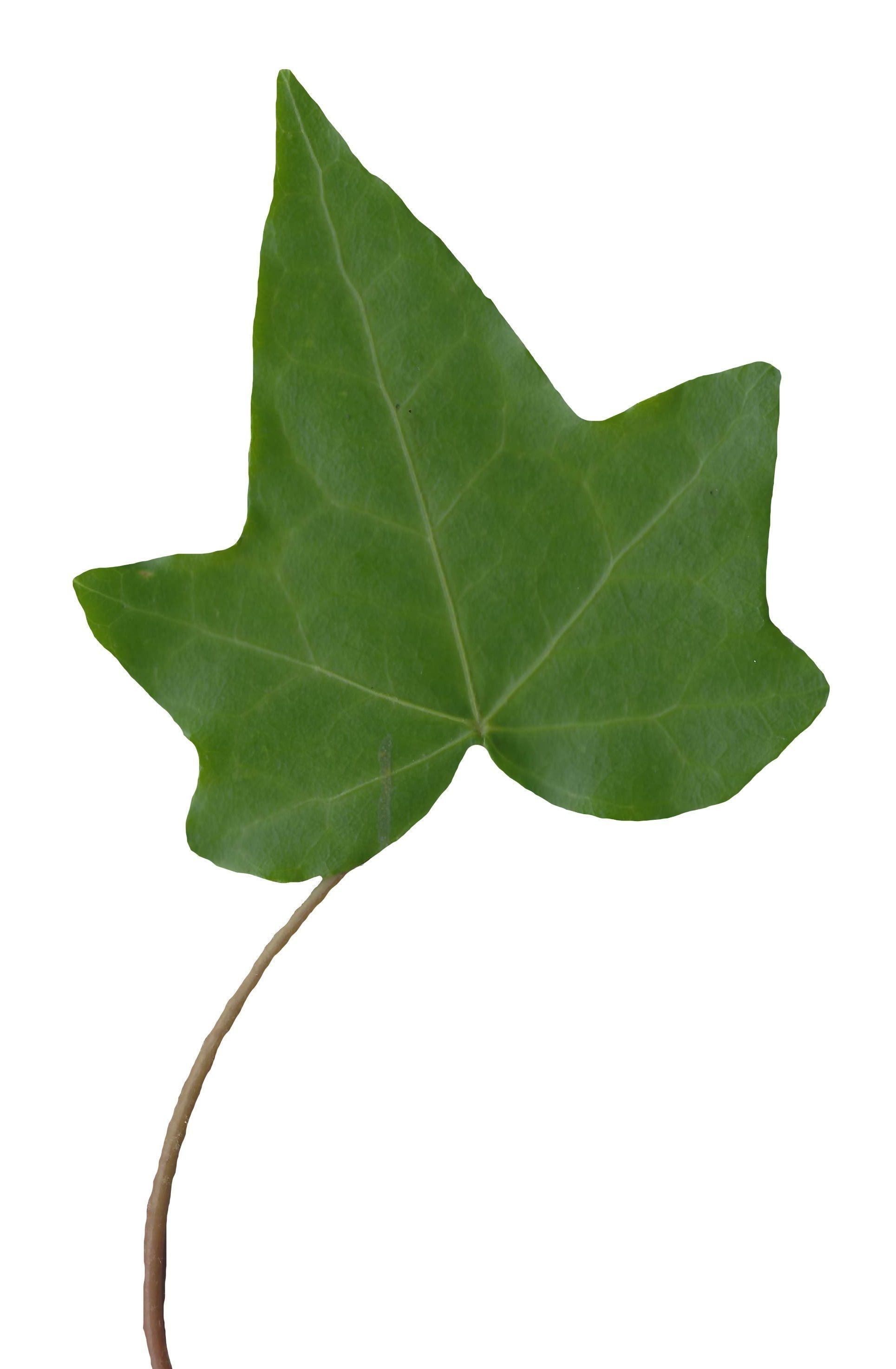 English Ivy Texture Pack - 17 Textures free Texture | CGTrader