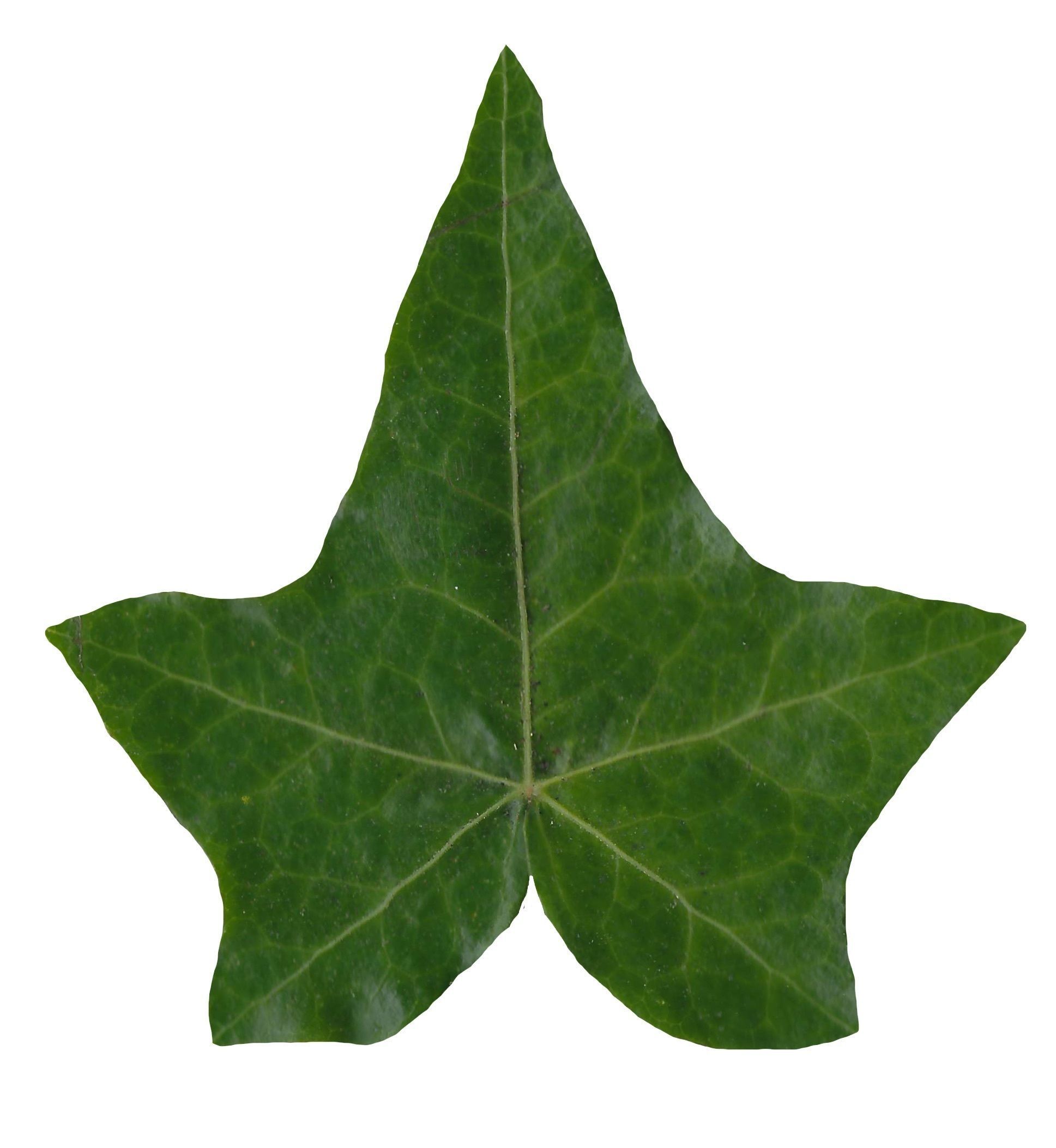 English Ivy Texture Pack - 17 Textures free Texture | CGTrader