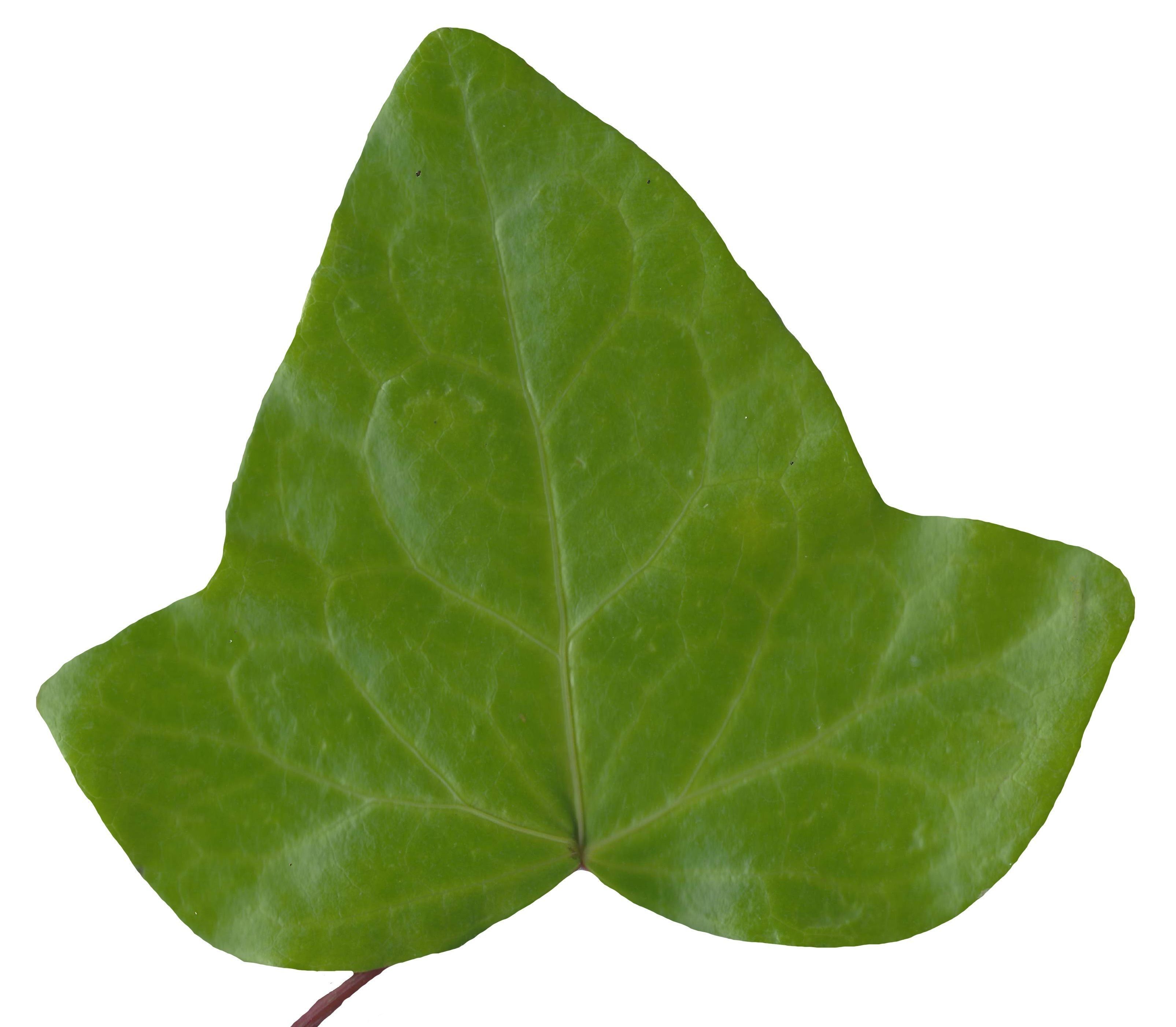 English Ivy Texture Pack - 17 Textures free Texture | CGTrader