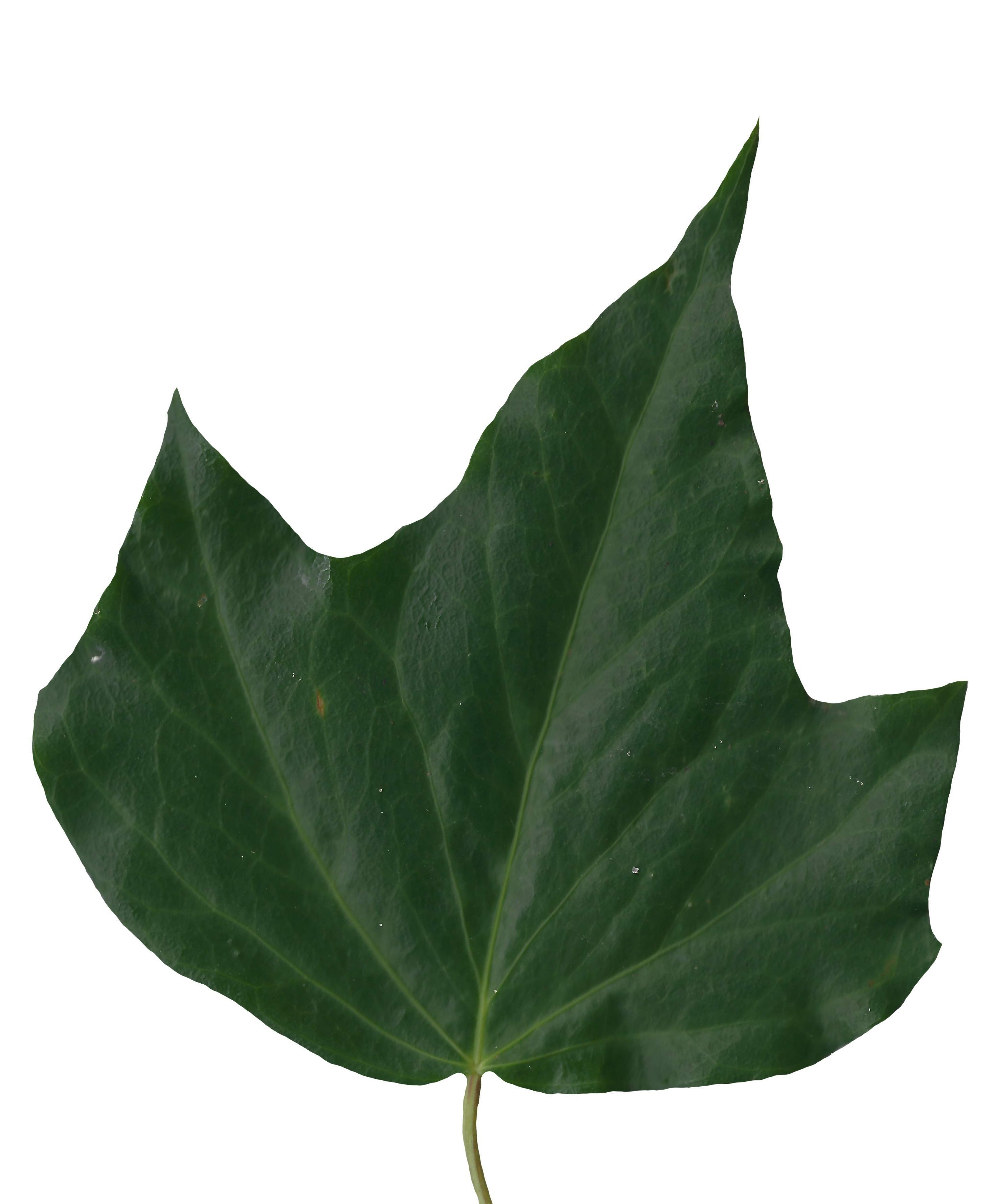 English Ivy Texture Pack - 17 Textures free Texture | CGTrader