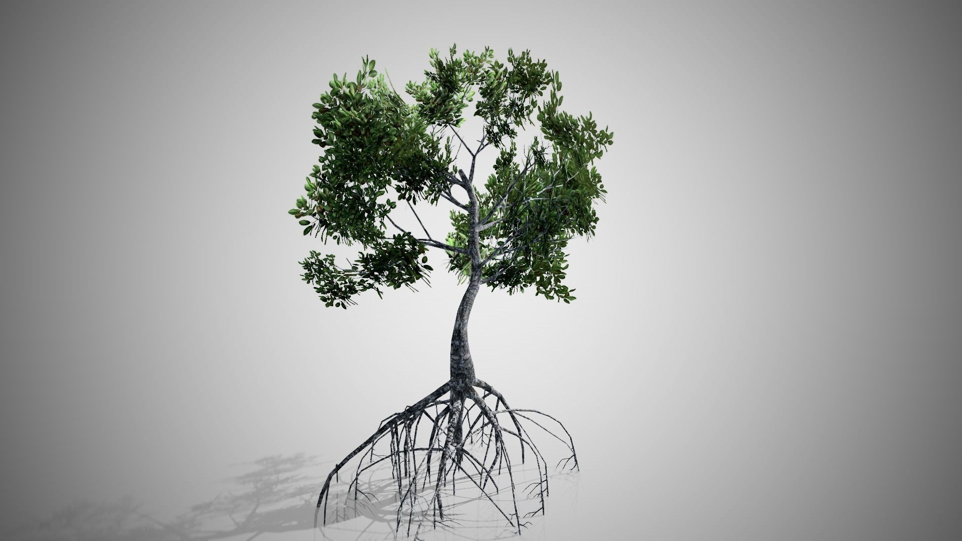 3D model Red Mangrove Tree VR / AR / low-poly | CGTrader