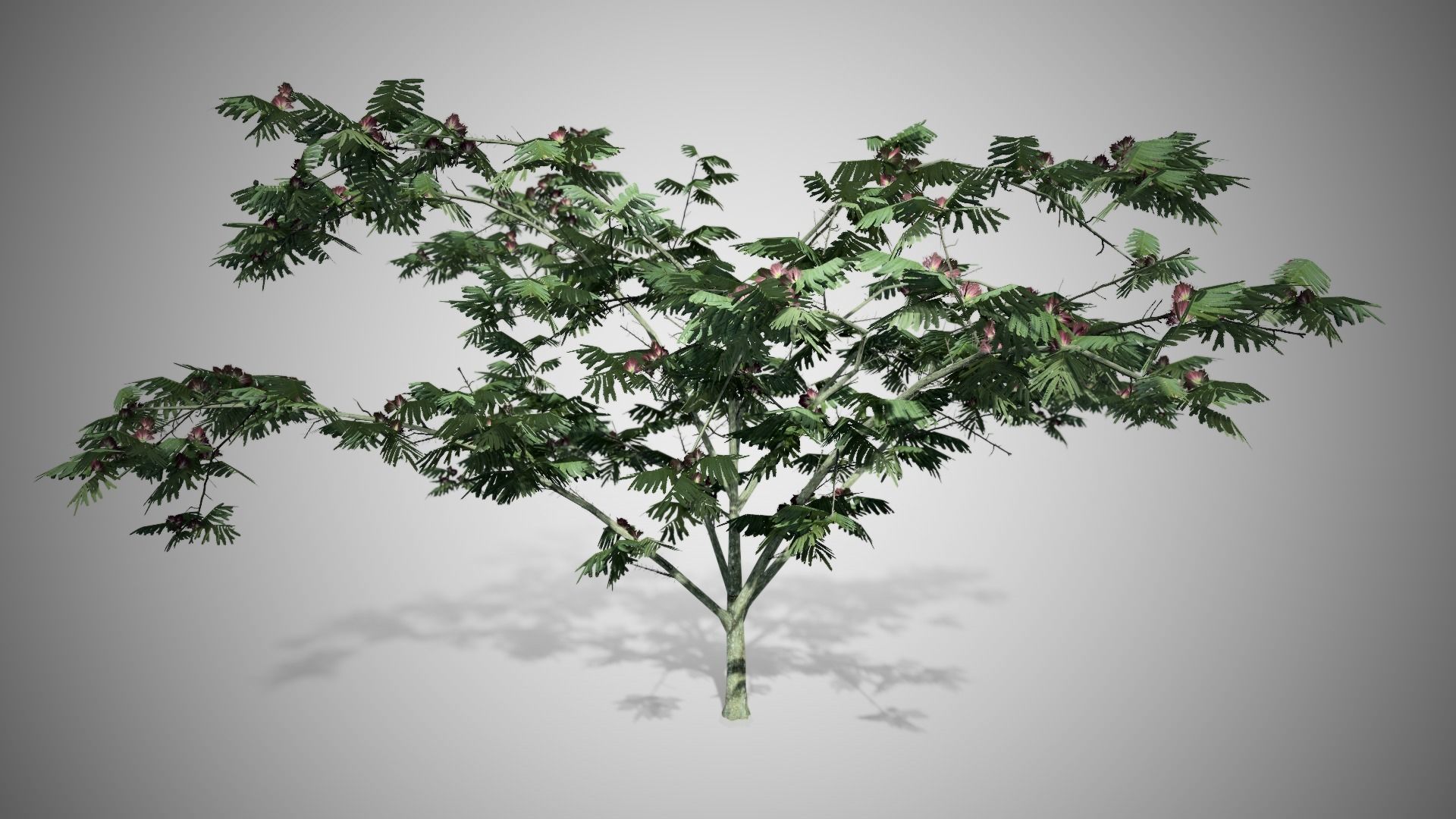 3D model Mimosa Tree VR / AR / low-poly | CGTrader