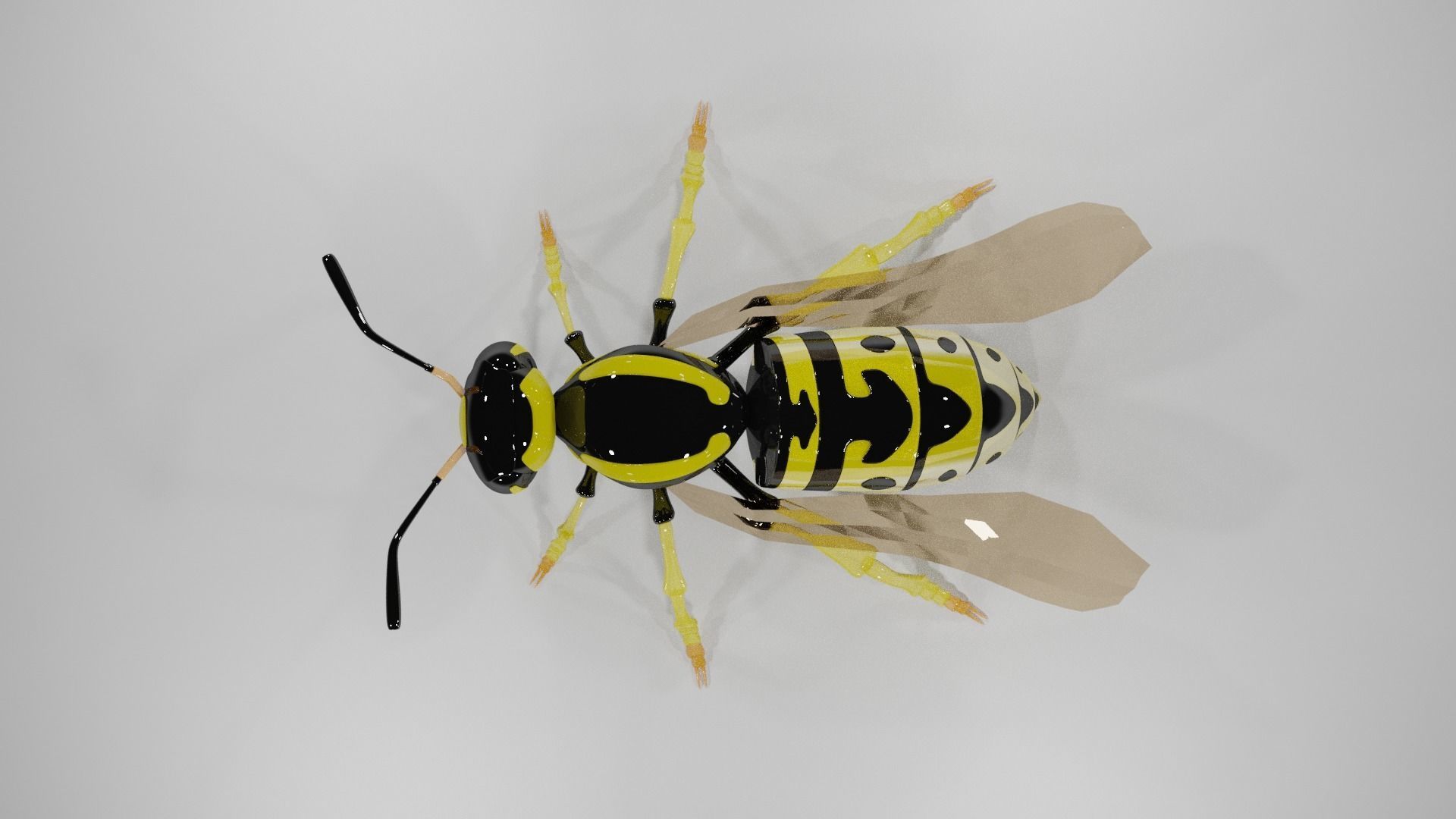Wasp Model free 3D model | CGTrader