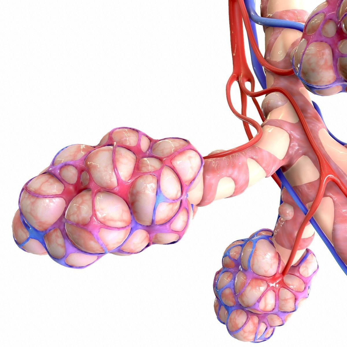 Realistic Human Bronchi Alveoli Anatomy 3D model | CGTrader