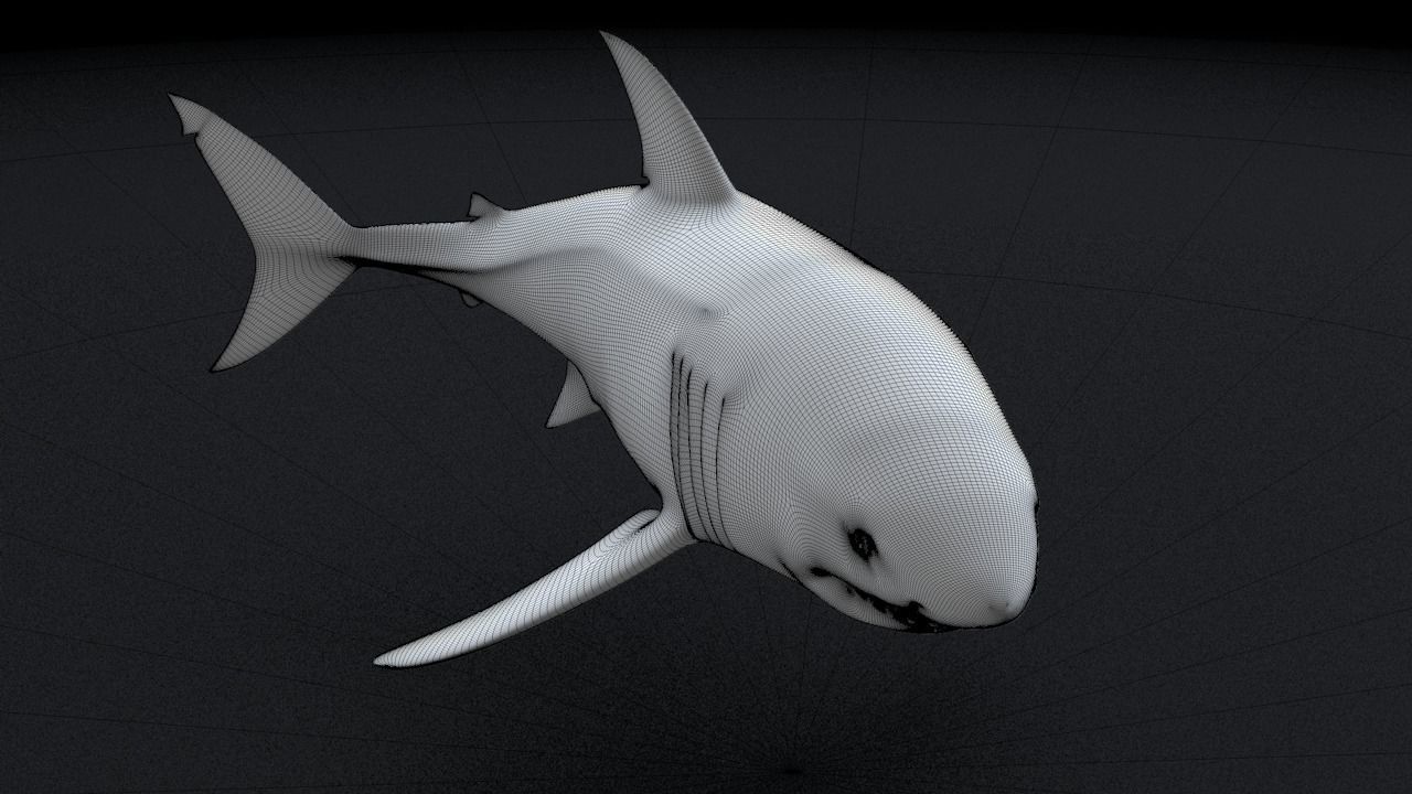 Great White Turn 3D Printable Model 3D model 3D printable | CGTrader