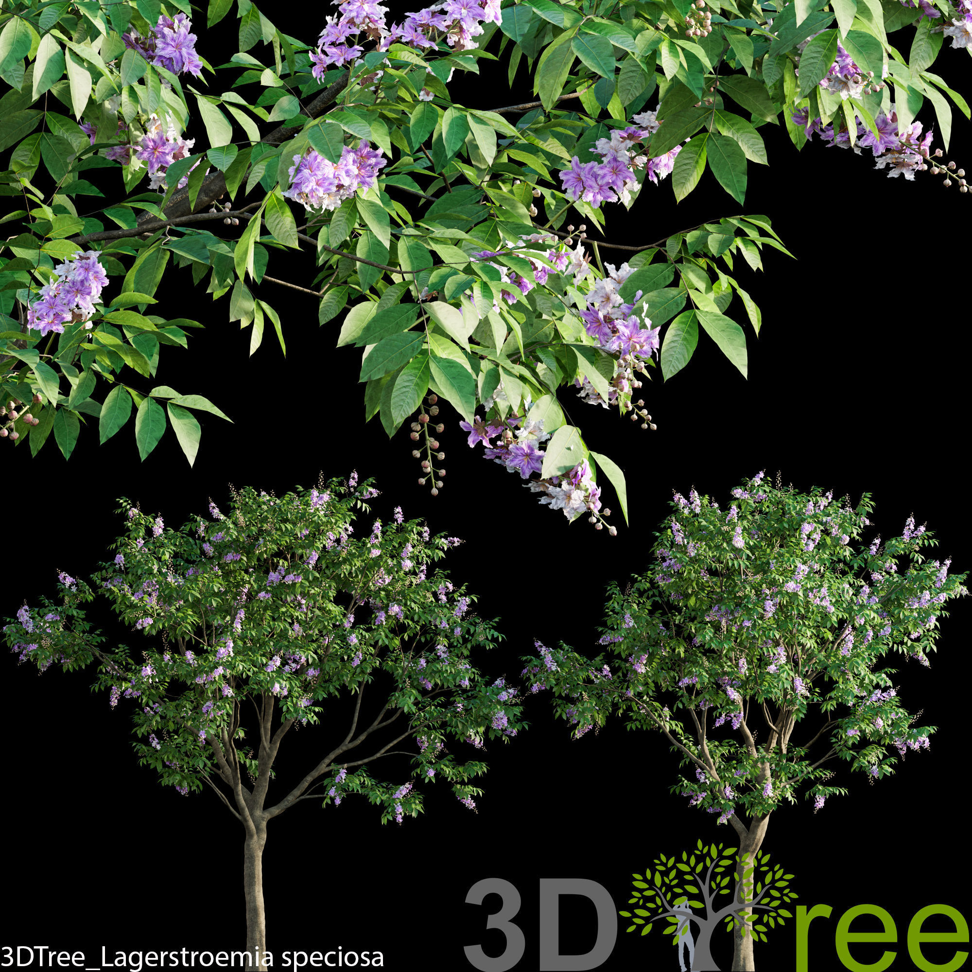 Lagerstroemia speciosa -Giant Crape-myrtle- 02 3D model | CGTrader