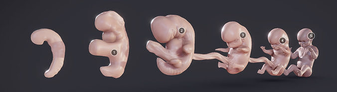 3D model Baby stages - Fetal Development VR / AR / low-poly | CGTrader