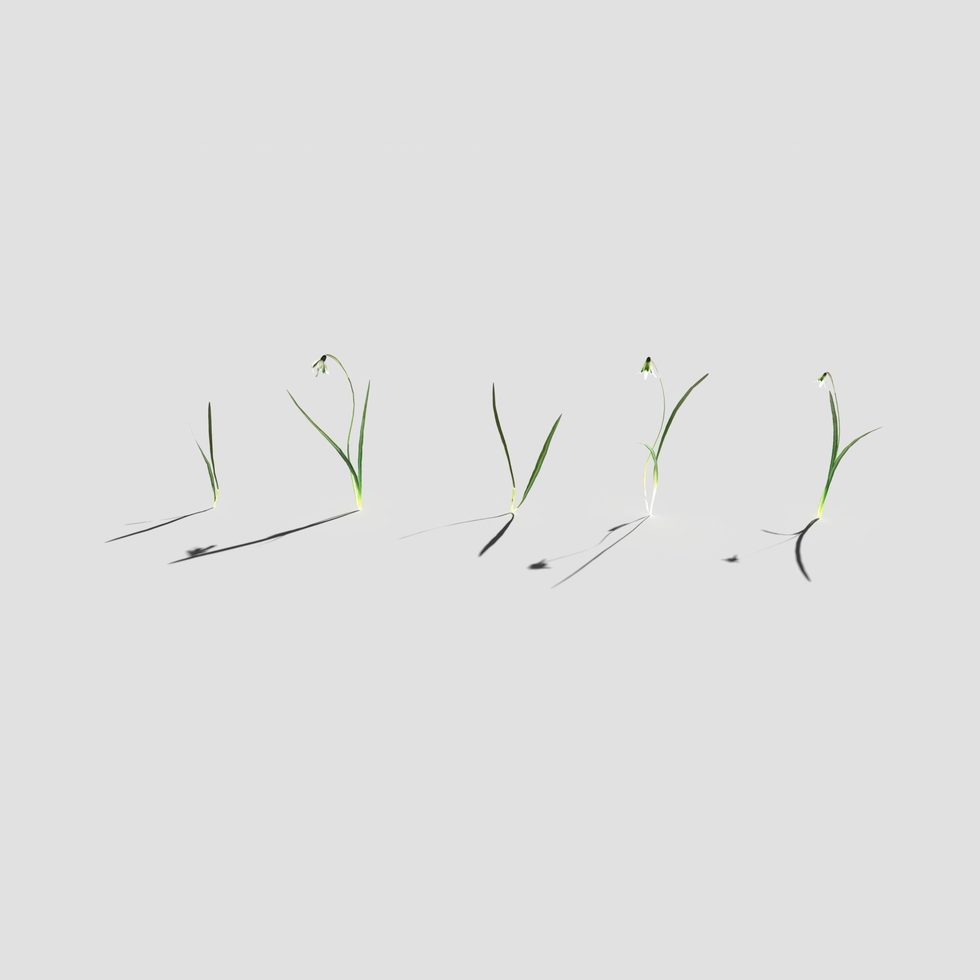 3D model Common Snowdrop Pack VR / AR / low-poly | CGTrader