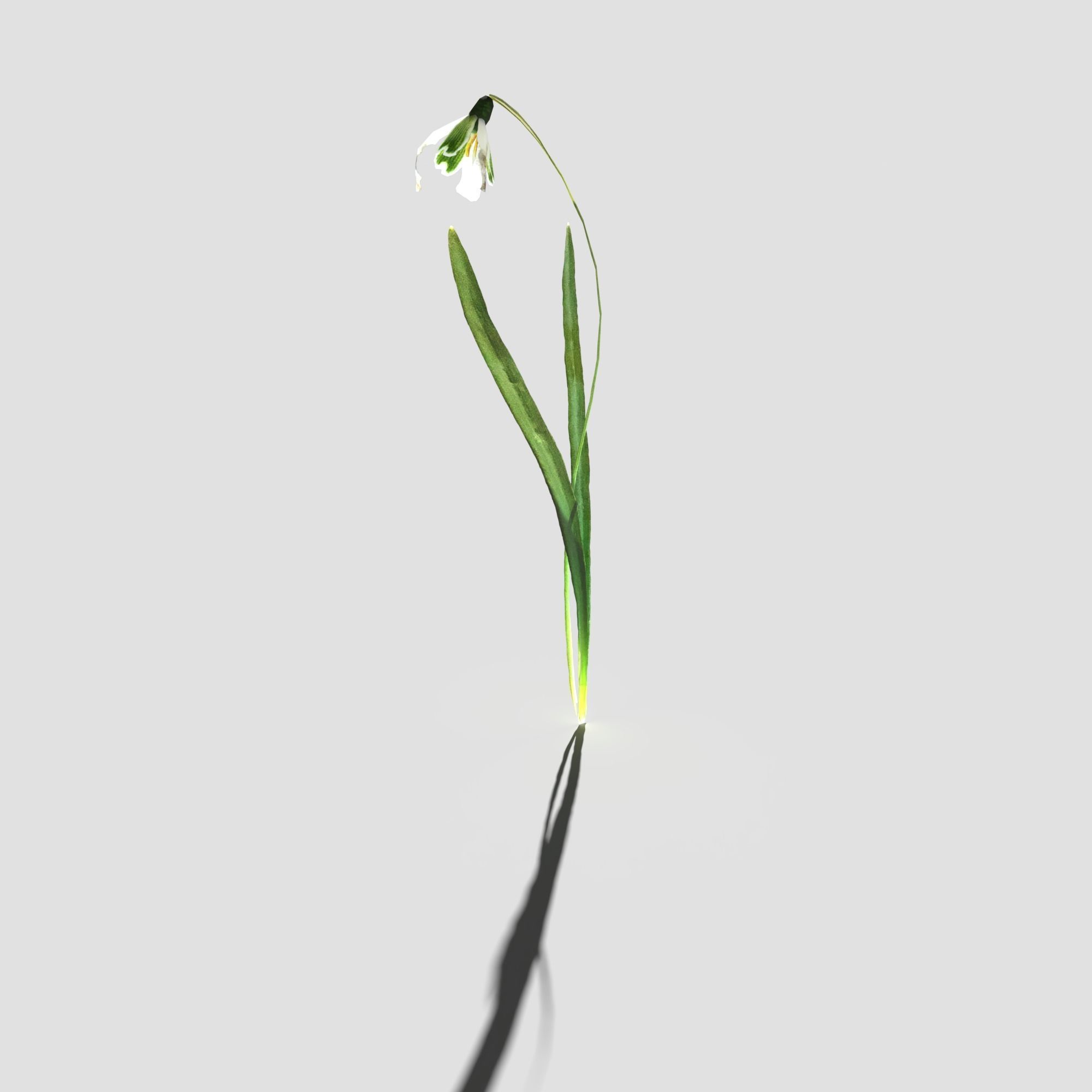 3D model Common Snowdrop Pack VR / AR / low-poly | CGTrader