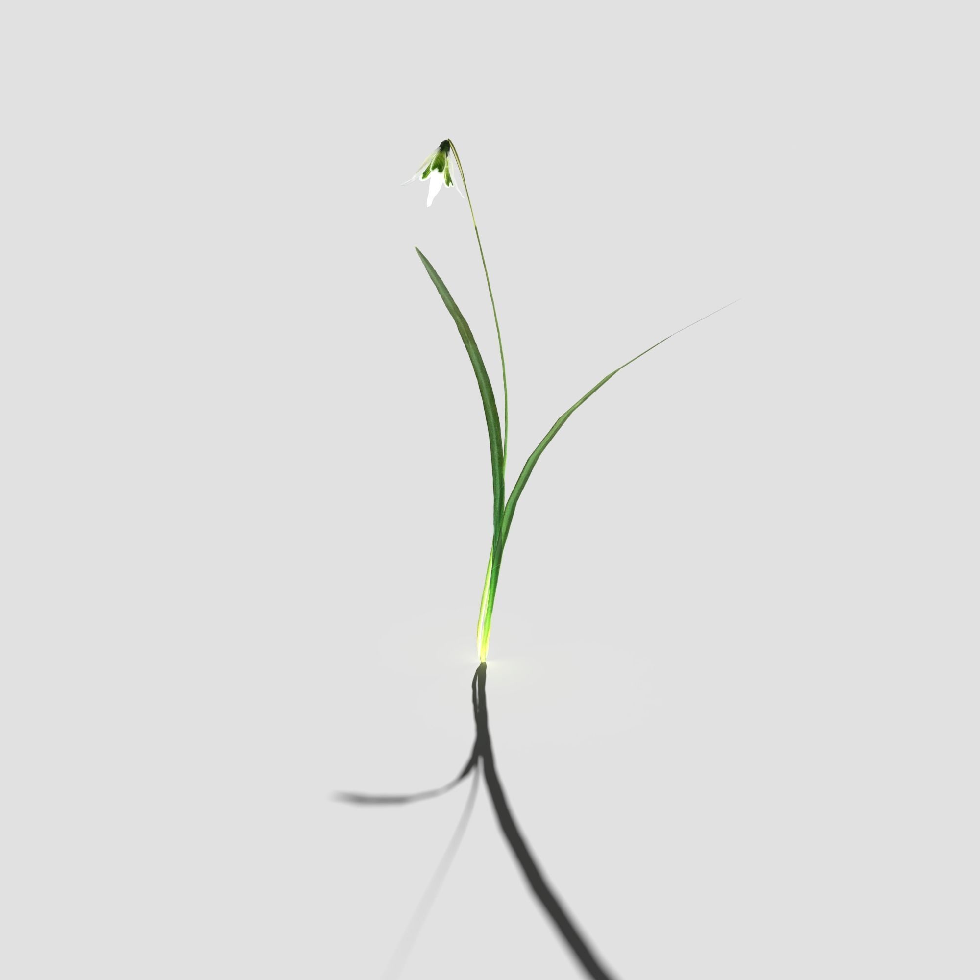 3D model Common Snowdrop Pack VR / AR / low-poly | CGTrader