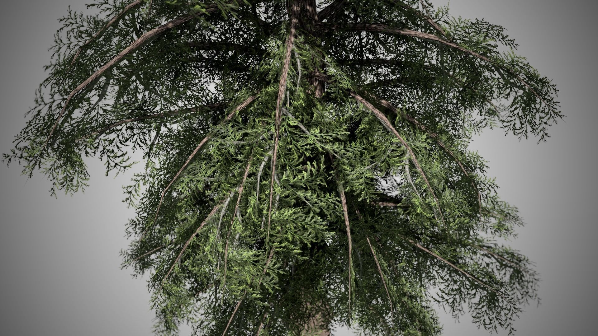 3D model Western Red Cedar Tree VR / AR / low-poly | CGTrader